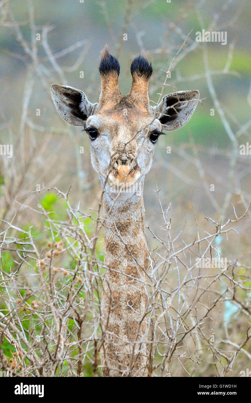 Giraffe of the Plains of Africa Stock Photo - Alamy