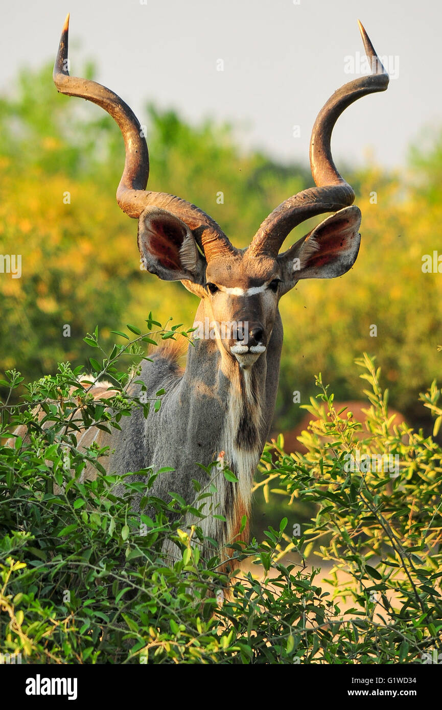 Kudu on the Plains of Africa Stock Photo - Alamy