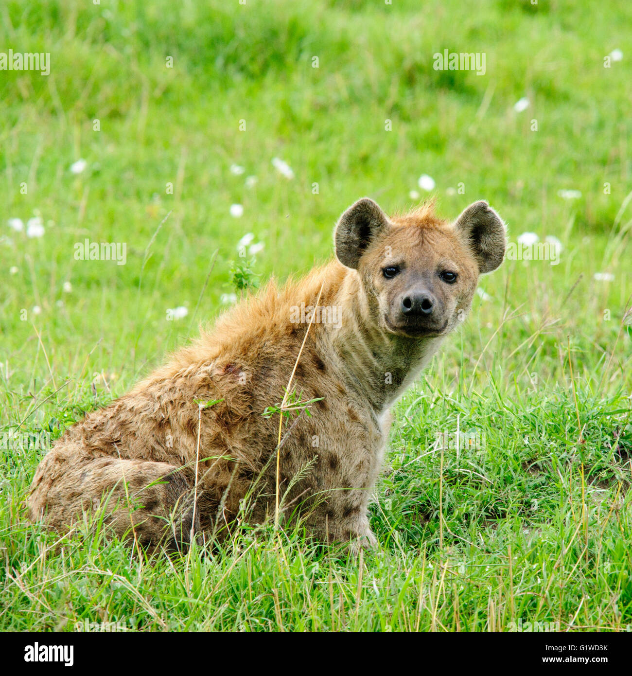 Hyena on the African Savannah Stock Photo - Alamy