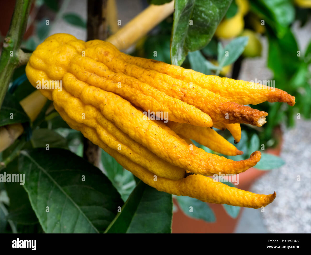 Buddhas hand fruit hi-res stock photography and images - Alamy