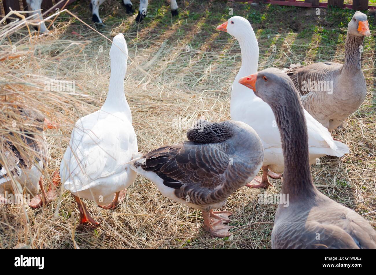 Group of white and gray geese in a barton Stock Photo - Alamy