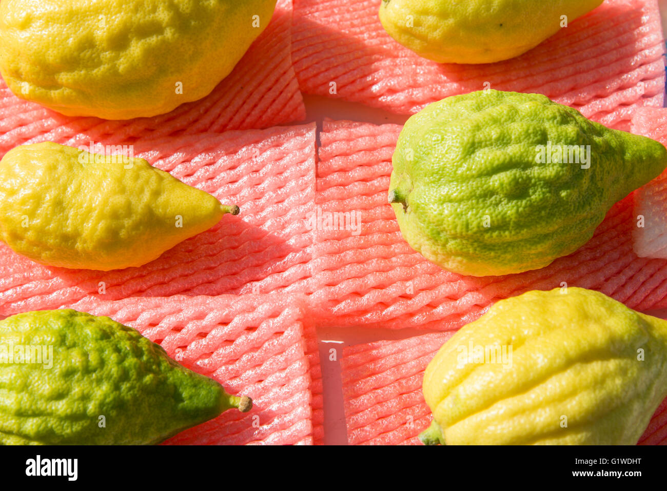 Etrog at the market for the Jewish holiday Sukkot Stock Photo - Alamy