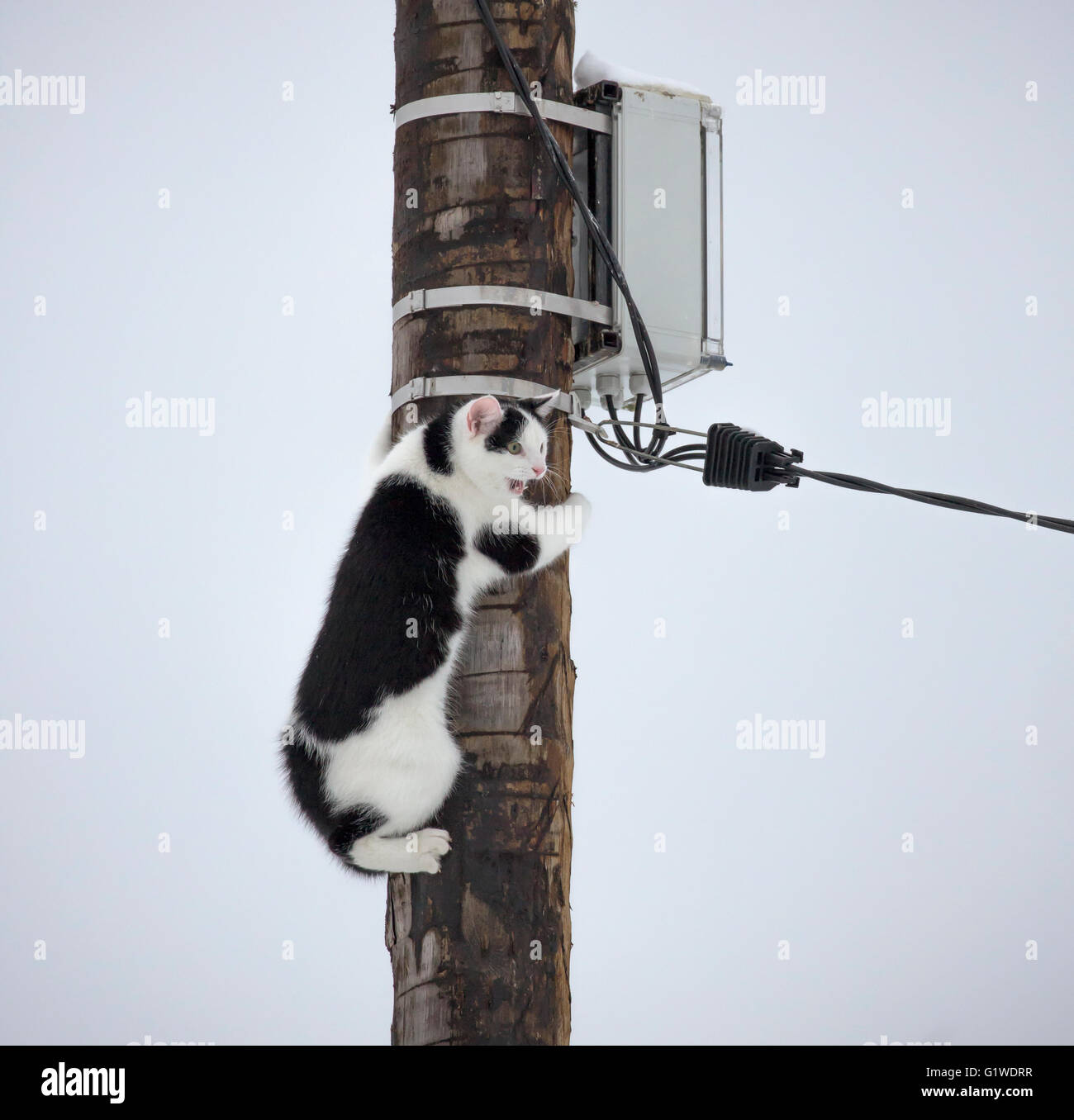 Pole cat hi-res stock photography and images - Alamy