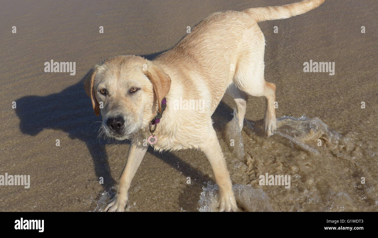Labrador Puppy at Beach Stock Photo - Alamy