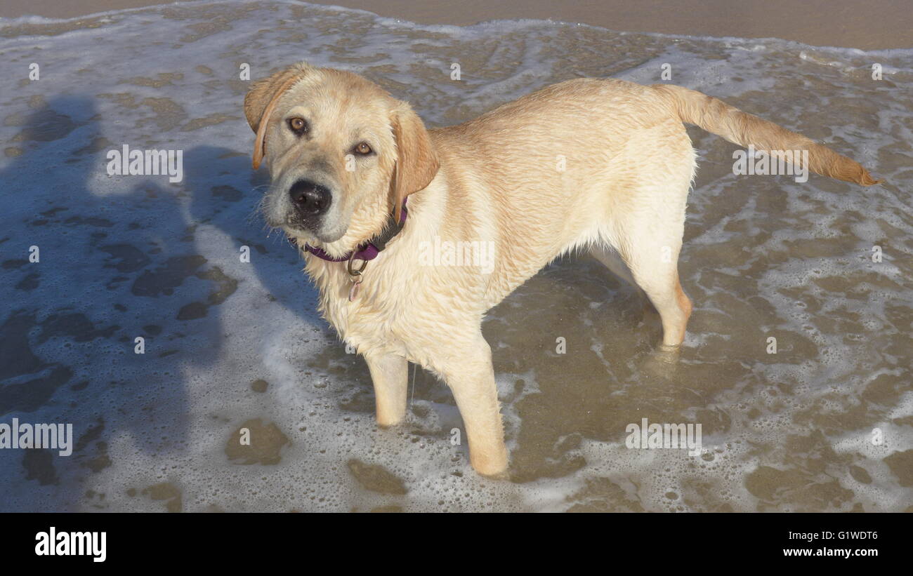 Labrador puppy beach hi-res stock photography and images - Alamy
