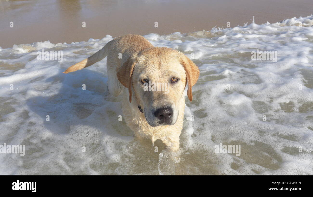 Labrador Puppy at Beach Stock Photo - Alamy