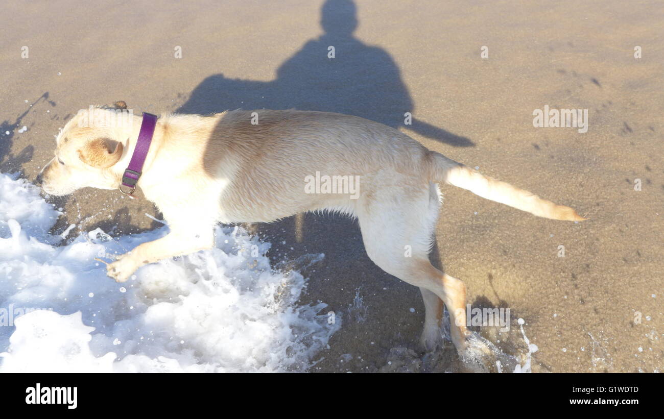 Labrador Puppy at Beach Stock Photo - Alamy