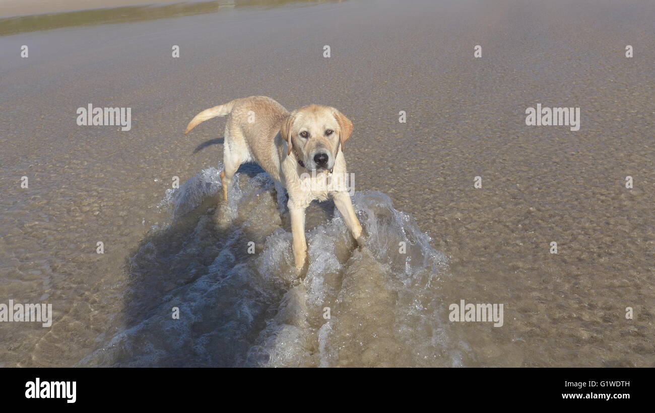 Labrador Puppy at Beach Stock Photo - Alamy