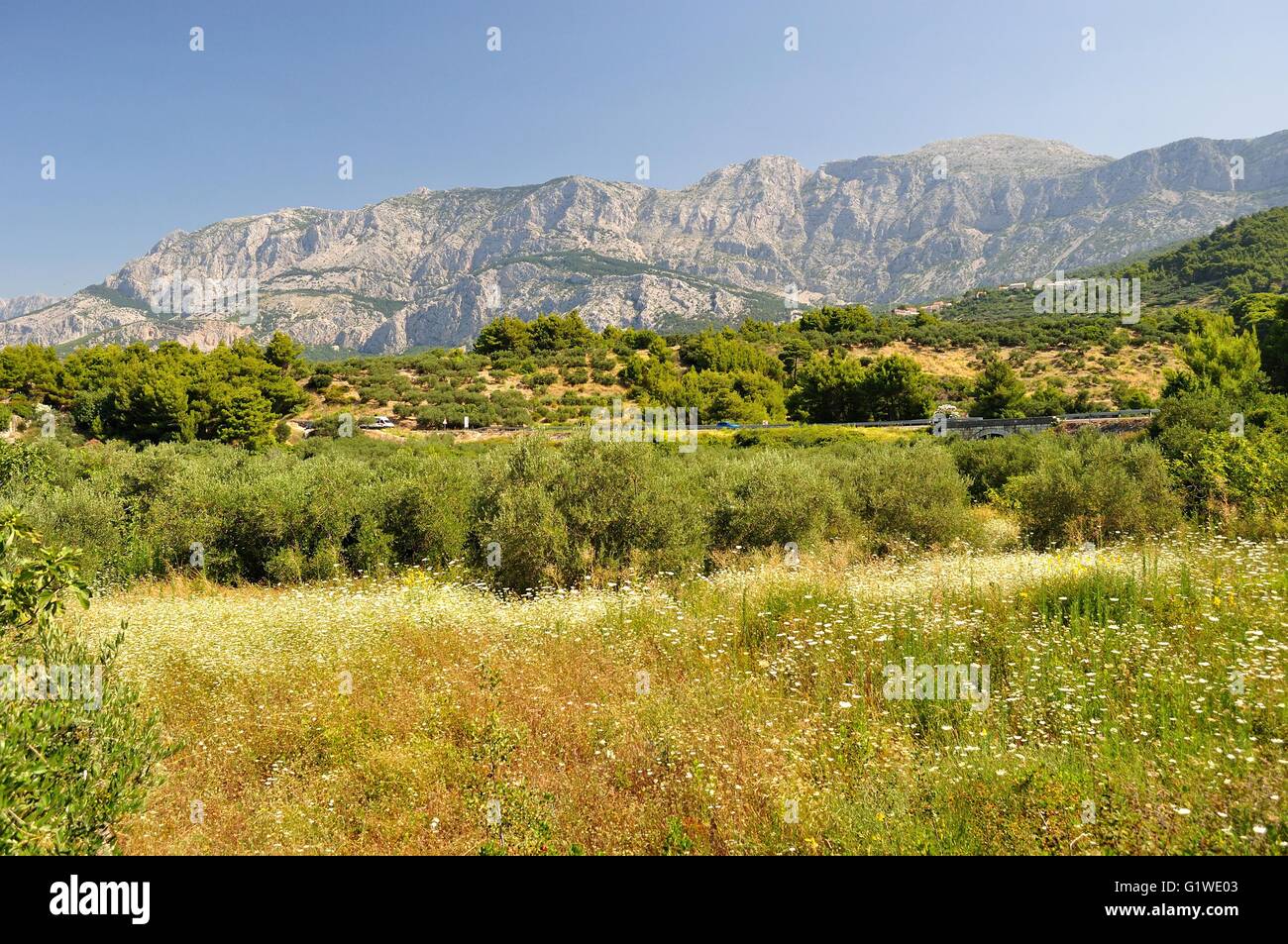 Trees with high croatian mountain Biokovo in background Stock Photo - Alamy