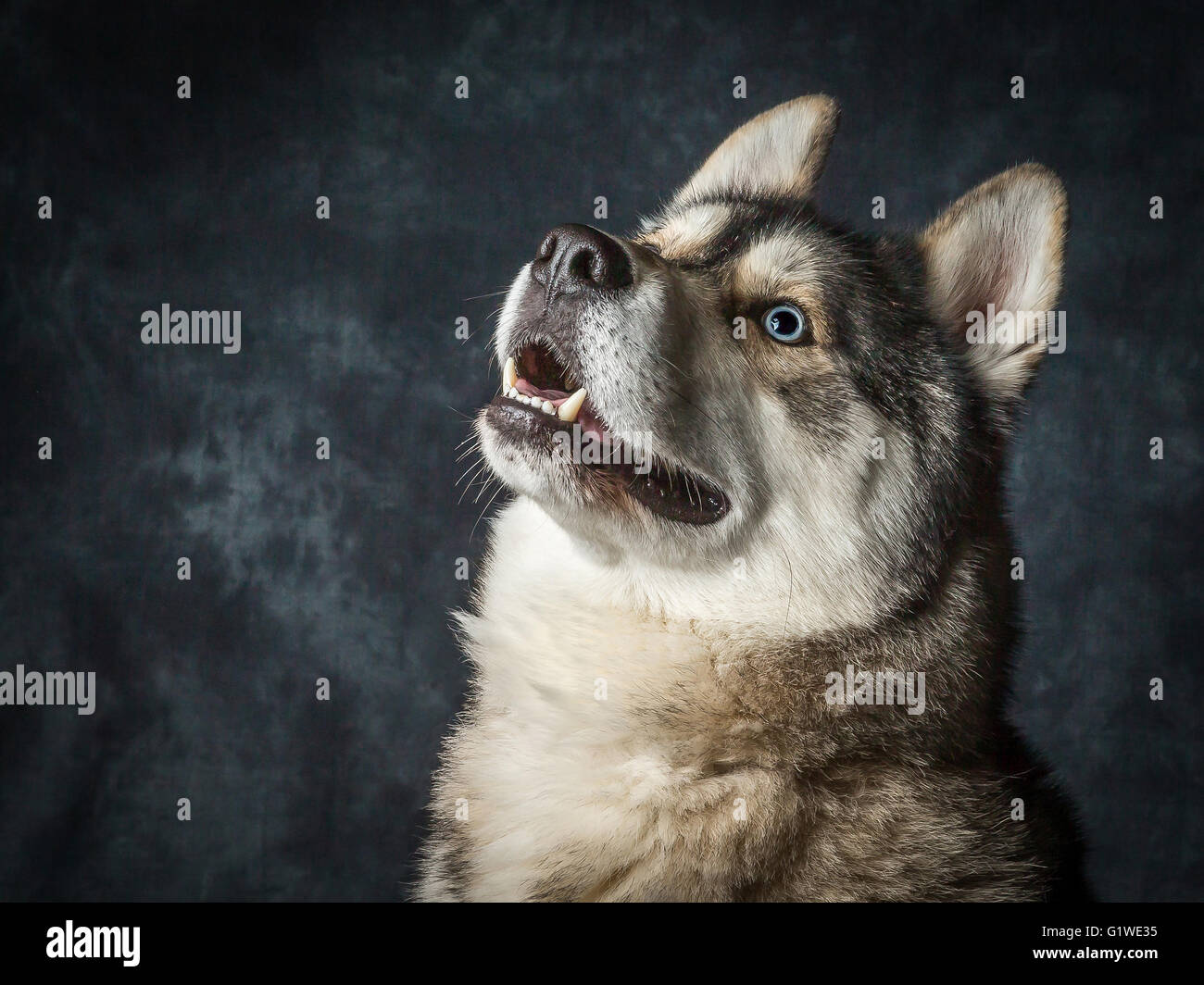 A rare Siberian male Husky With Electric Blue Eyes Stock Photo - Alamy