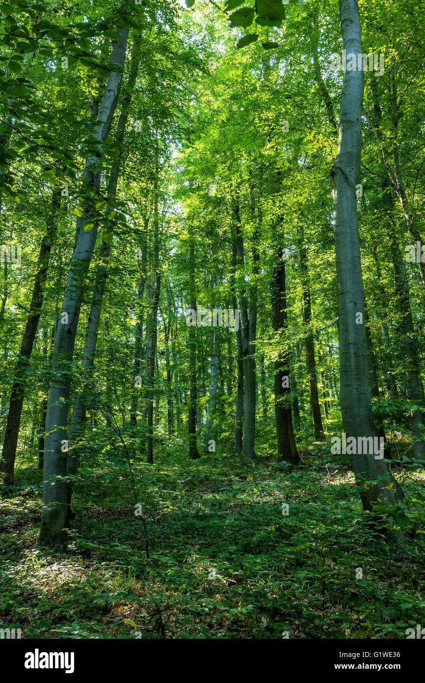 Beautiful beech forest spring hi-res stock photography and images - Alamy