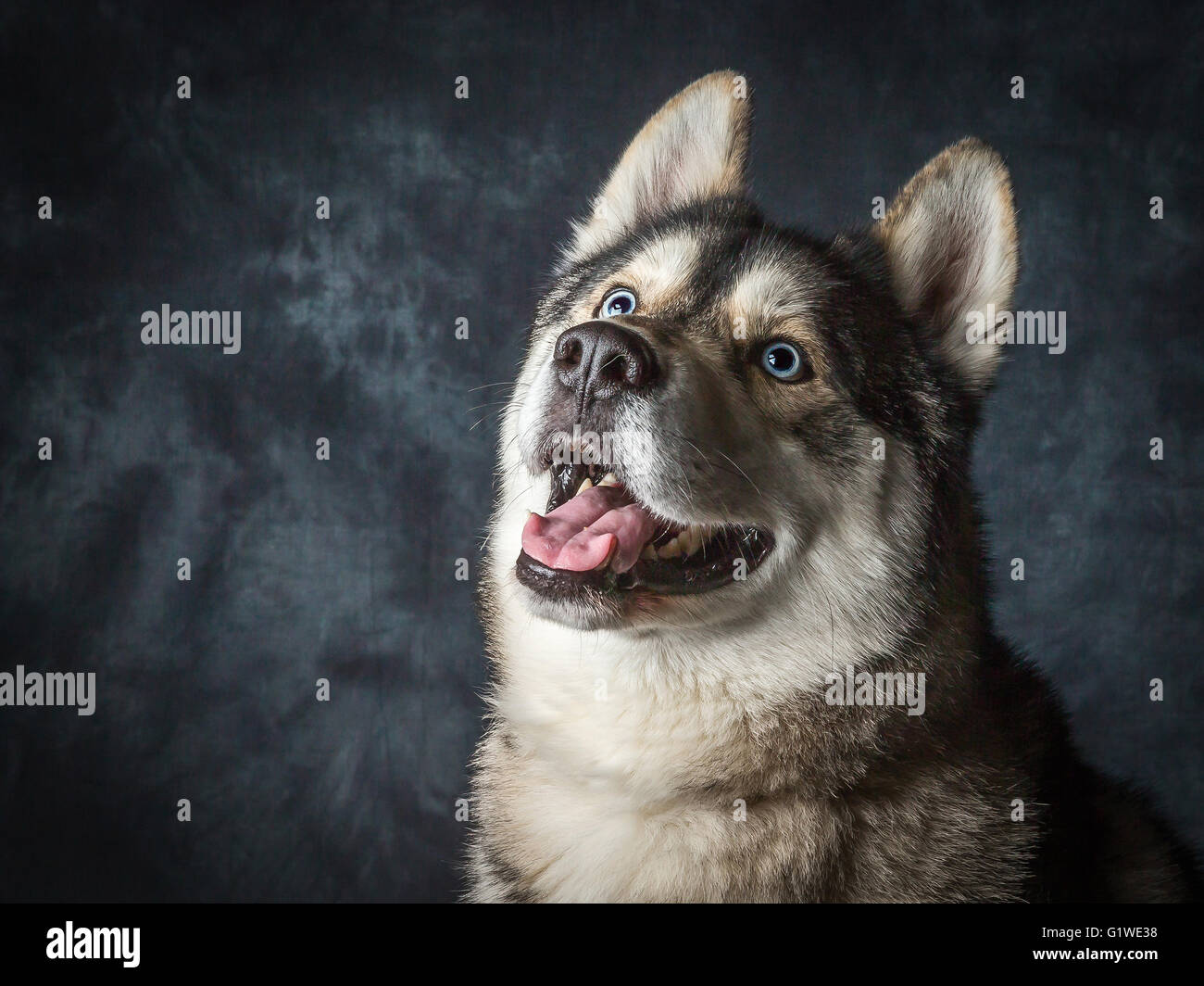 A rare Siberian male Husky With Electric Blue Eyes Stock Photo - Alamy