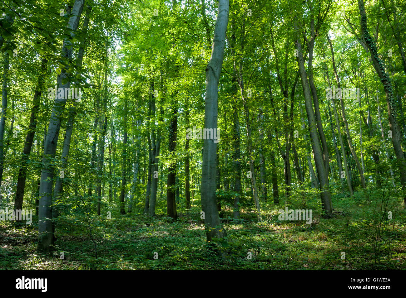 Beautiful beech forest spring hi-res stock photography and images - Alamy
