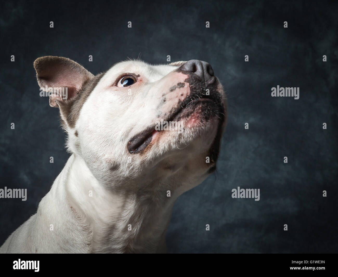 Odan hi-res stock photography and images - Alamy