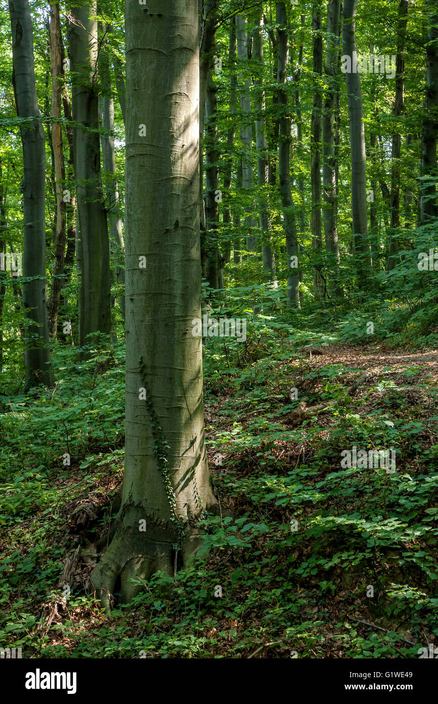 Beautiful beech forest at spring Stock Photo - Alamy