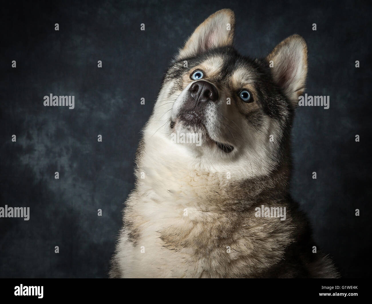 A rare Siberian male Husky With Electric Blue Eyes Stock Photo - Alamy