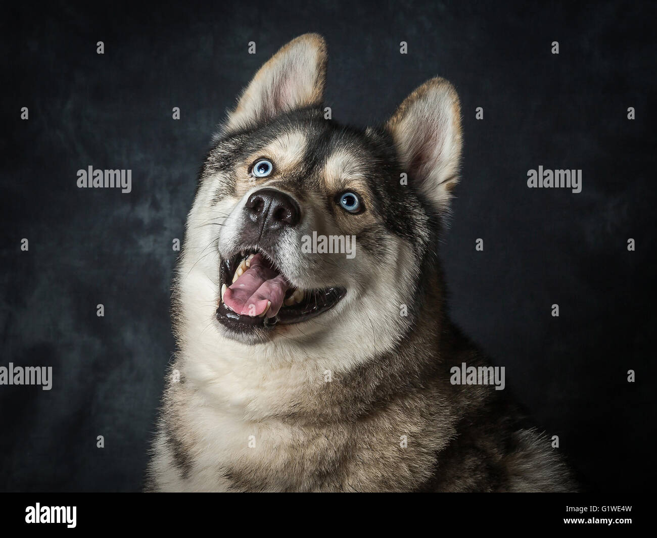 A rare Siberian male Husky With Electric Blue Eyes Stock Photo - Alamy