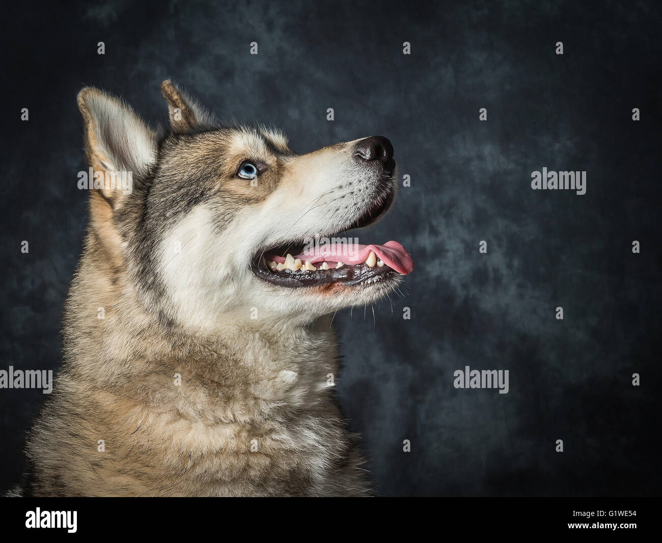 A rare Siberian male Husky With Electric Blue Eyes Stock Photo - Alamy