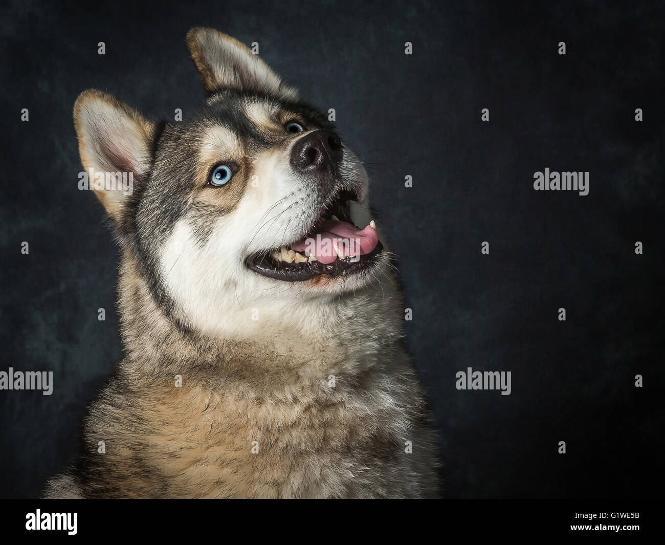Bi eyed siberian husky hi-res stock photography and images - Alamy