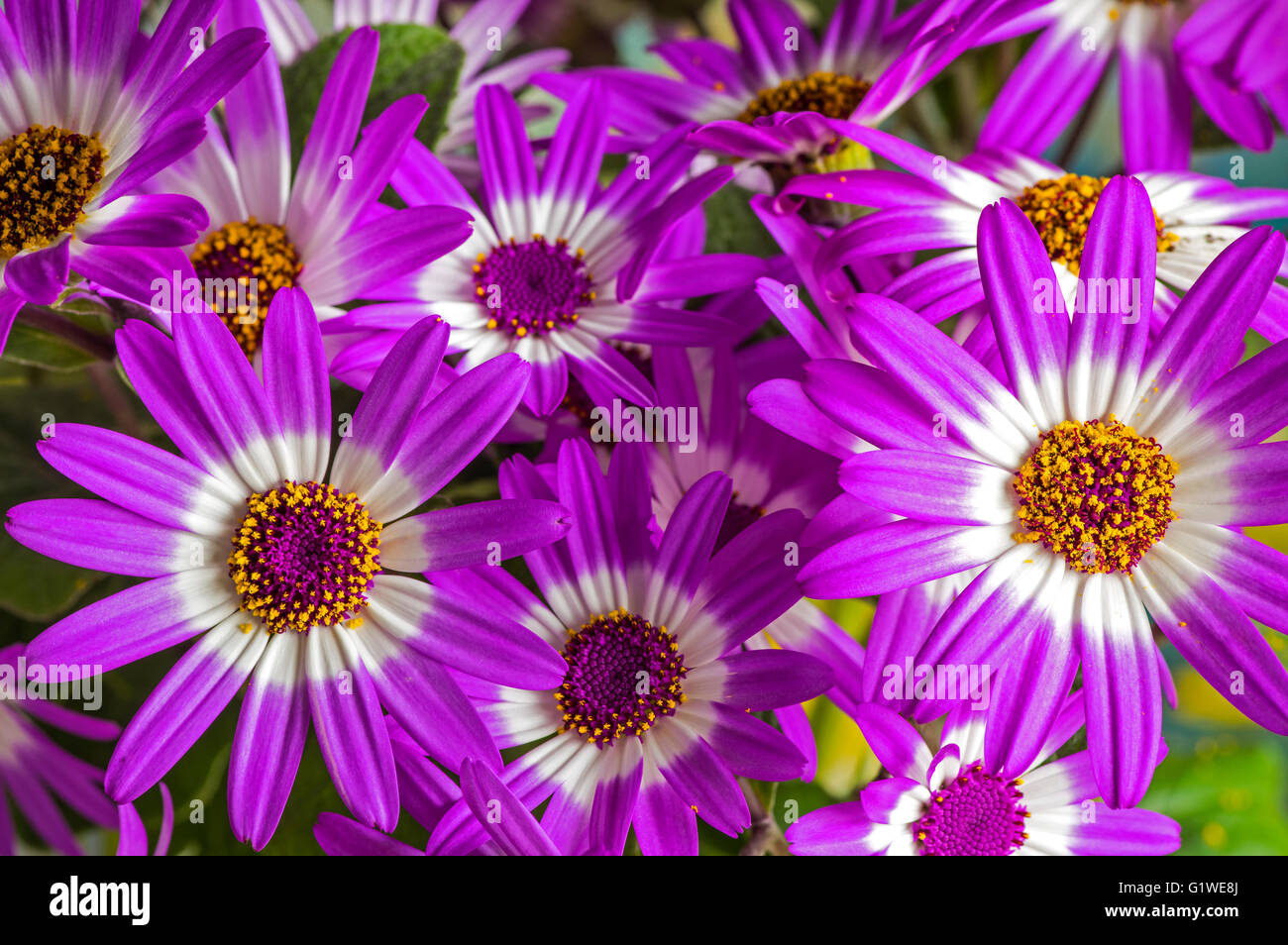 Border container pot pots hi-res stock photography and images - Alamy