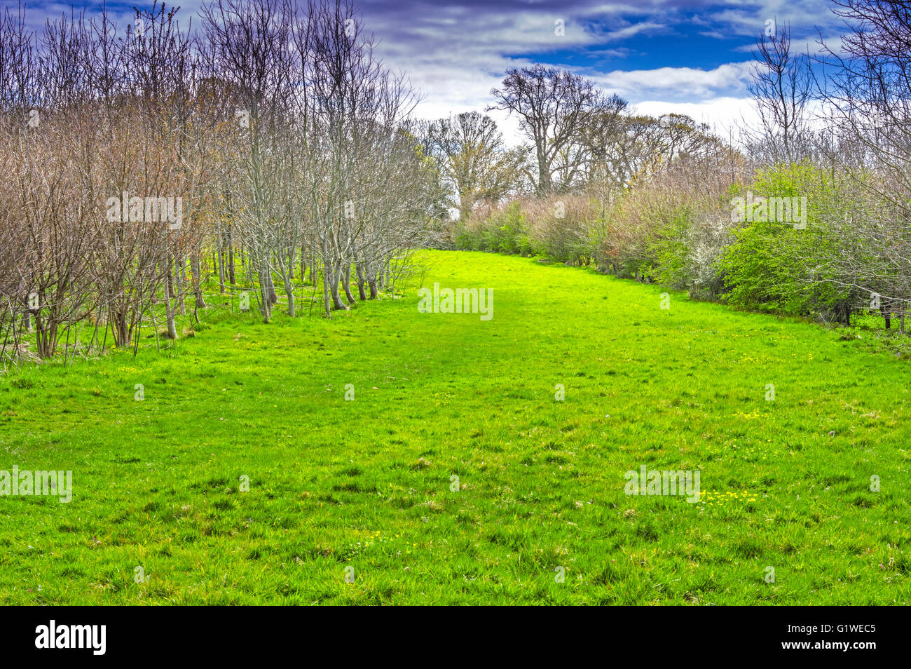 A wide path through woodland near Aberlleiniog Castle Stock Photo - Alamy