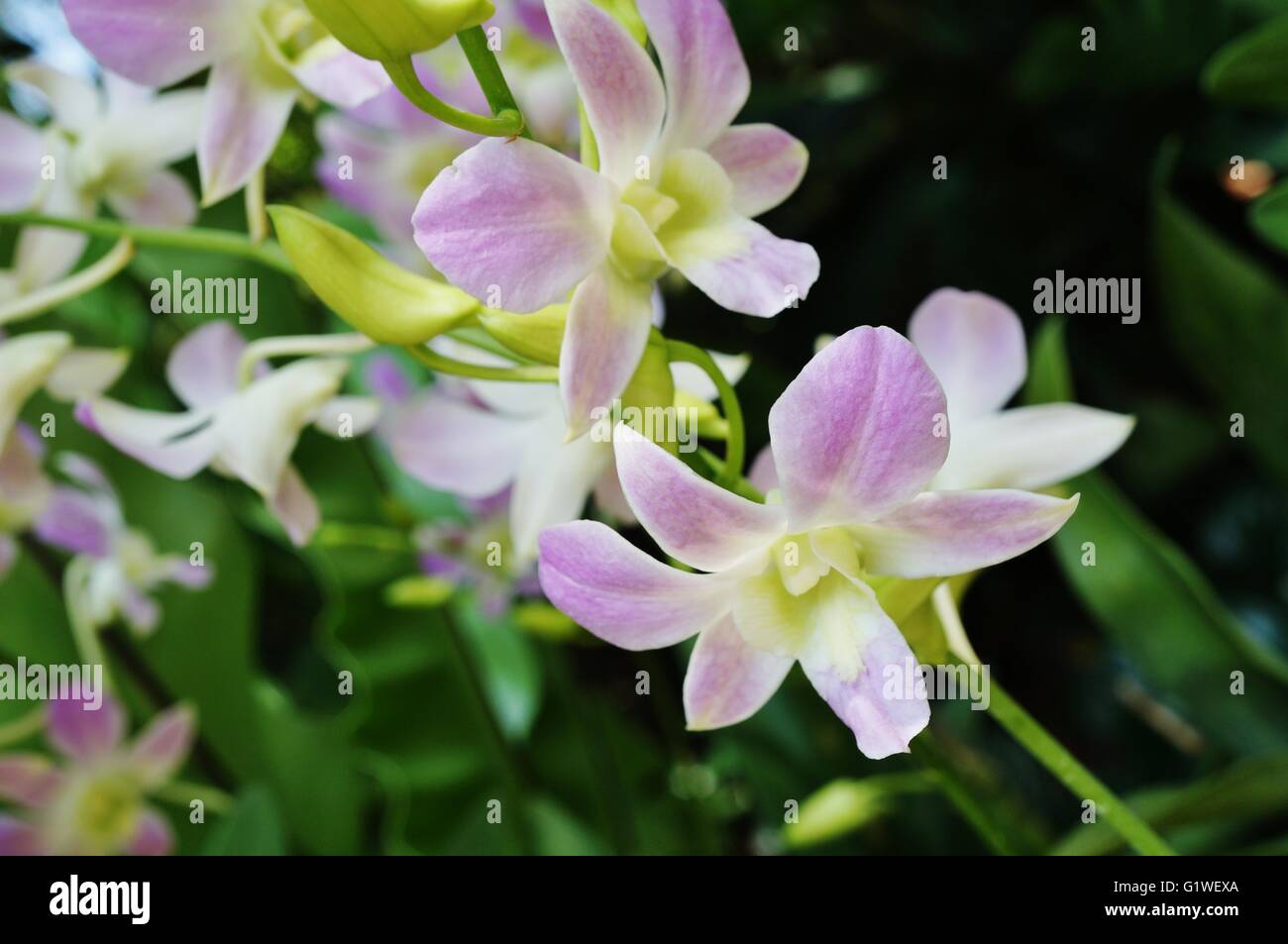 Orchid Dendrobium Pink