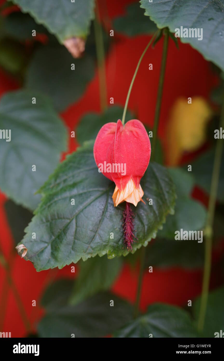 Chinese lantern shrub hi-res stock photography and images - Alamy