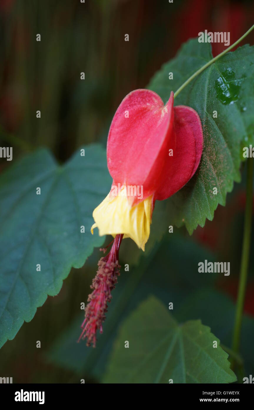 Abutilon red yellow hi-res stock photography and images - Alamy