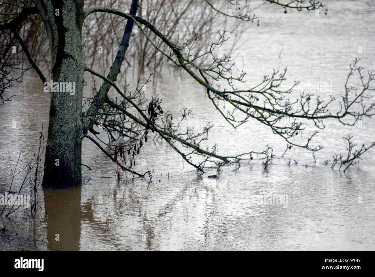 Flooded River Derwent, Malton, Yorkshire Stock Photo - Alamy