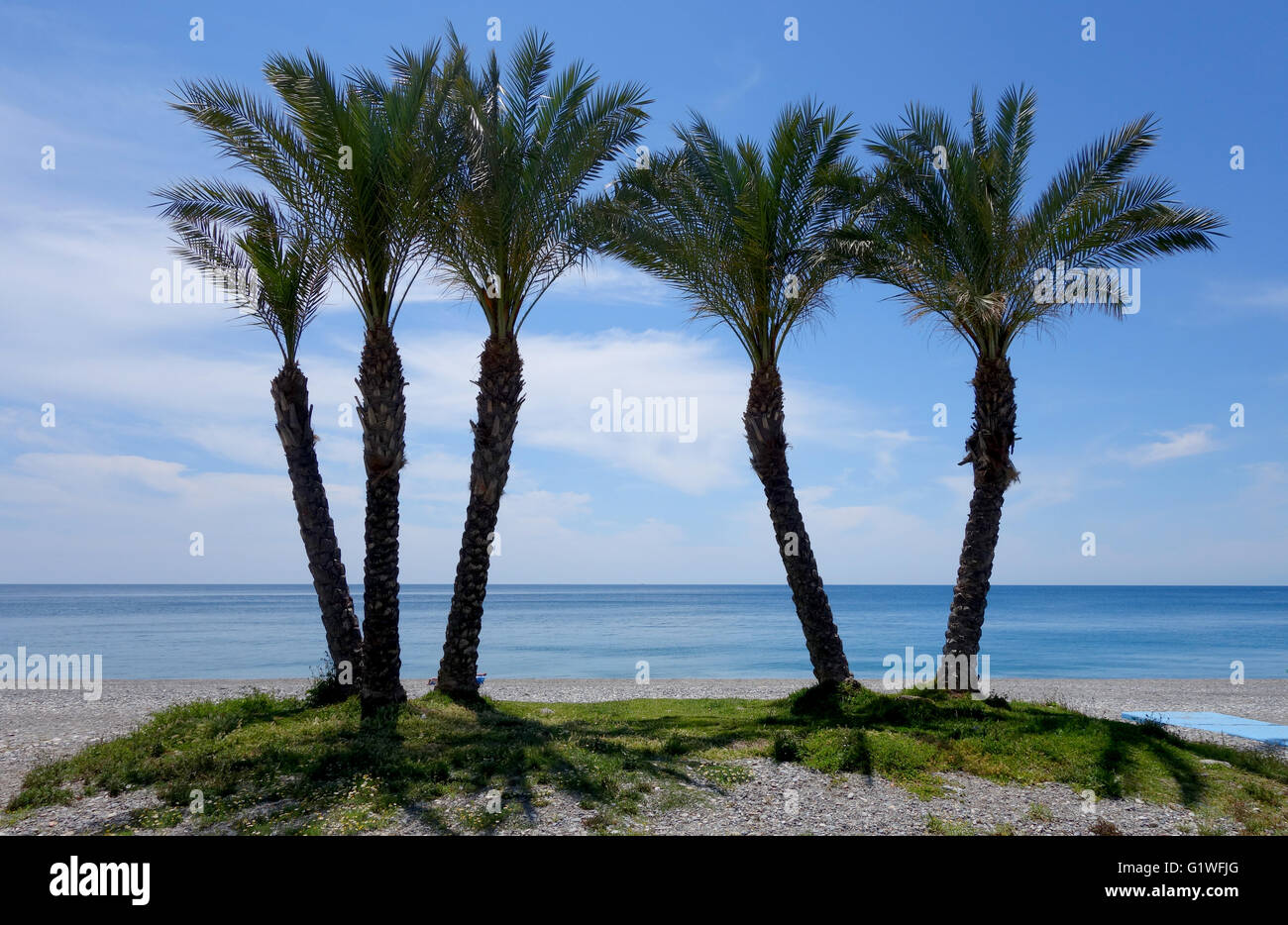 Palm trees on Herradura beach in Spain Europe Stock Photo - Alamy