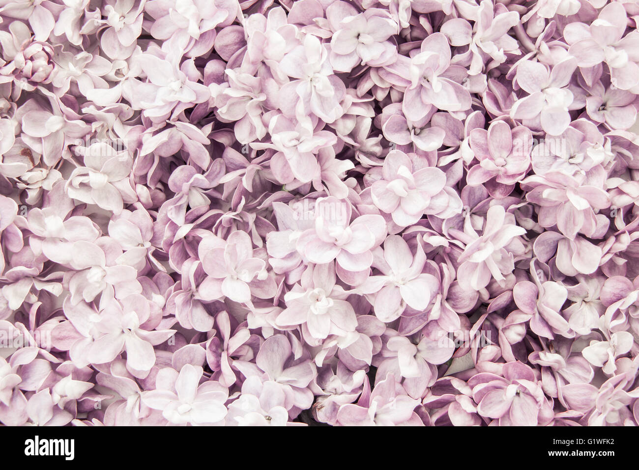 Flower background hi-res stock photography and images - Alamy