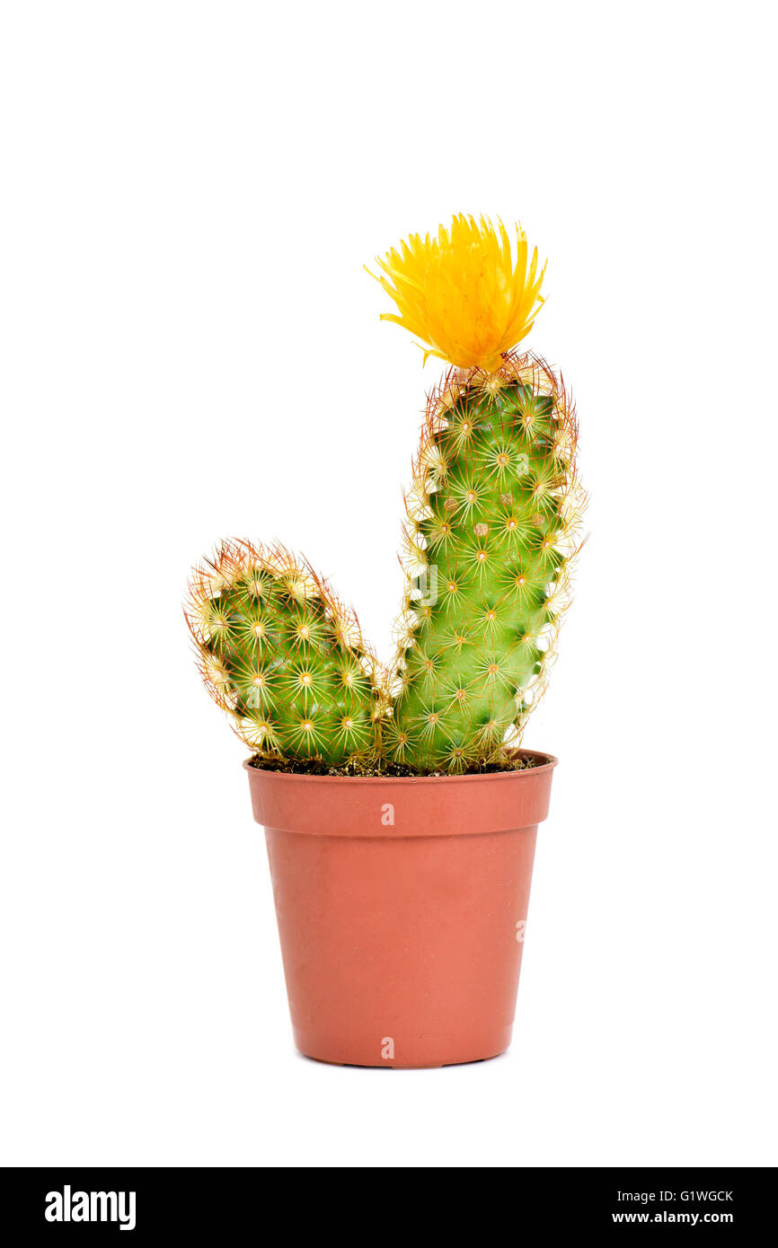 Lady finger cactus Cut Out Stock Images & Pictures - Alamy