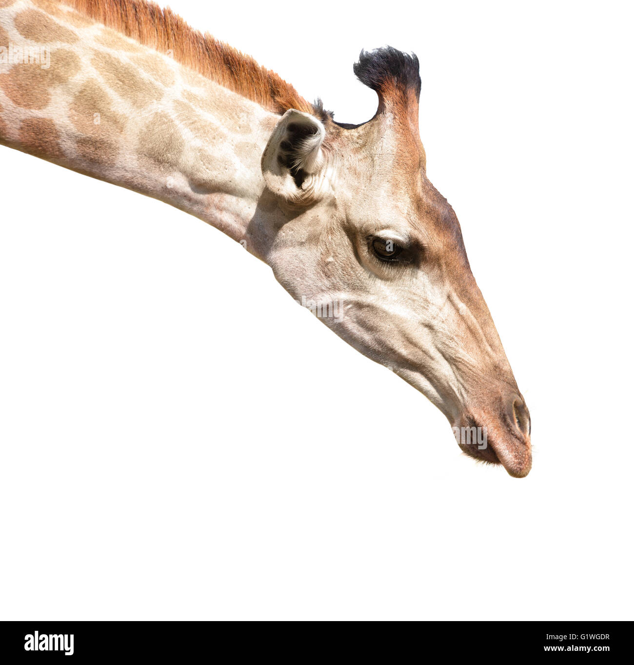 Giraffe head pattern hi-res stock photography and images - Alamy