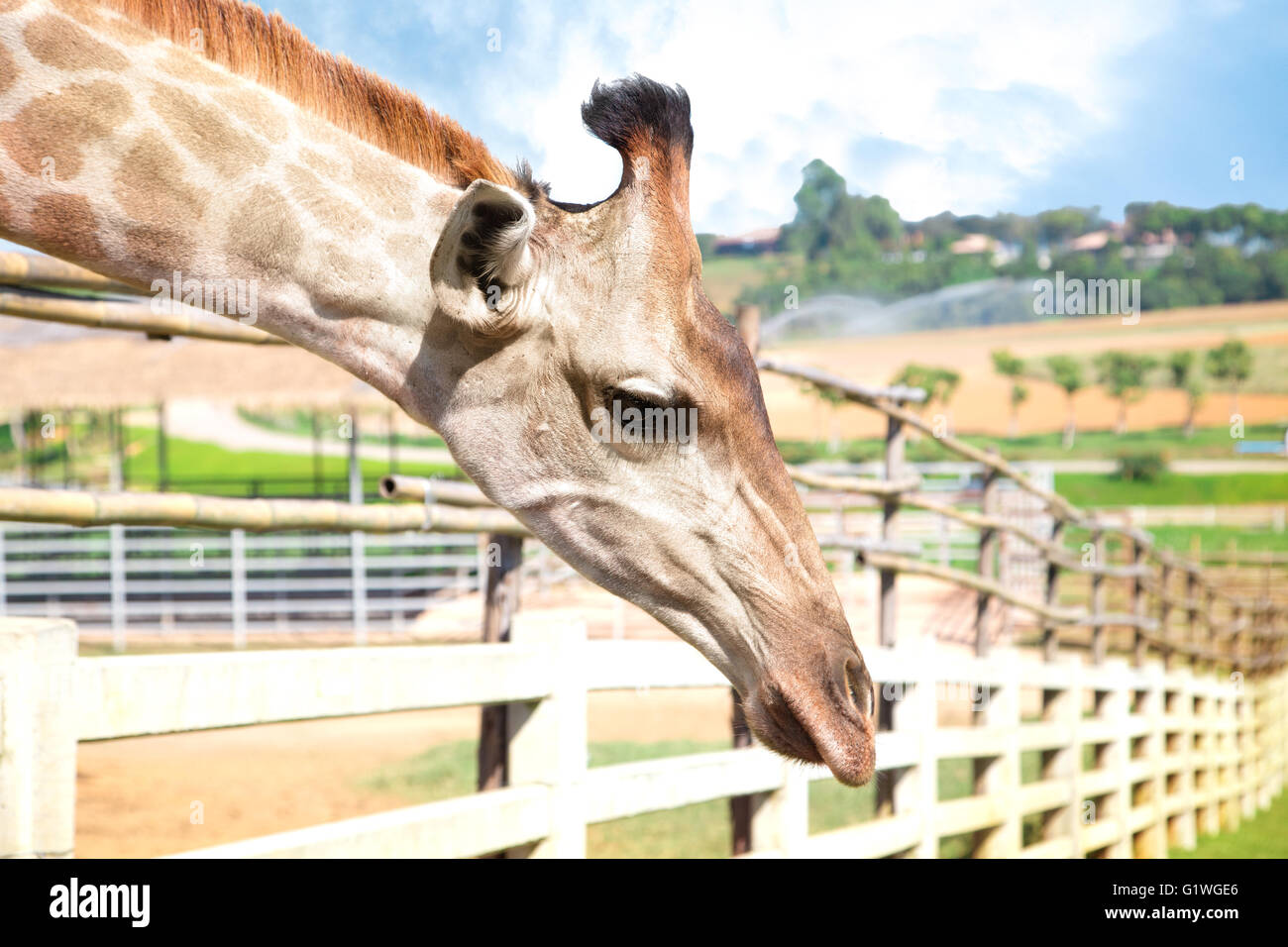 giraffe head looking down farm outdoor background Stock Photo - Alamy