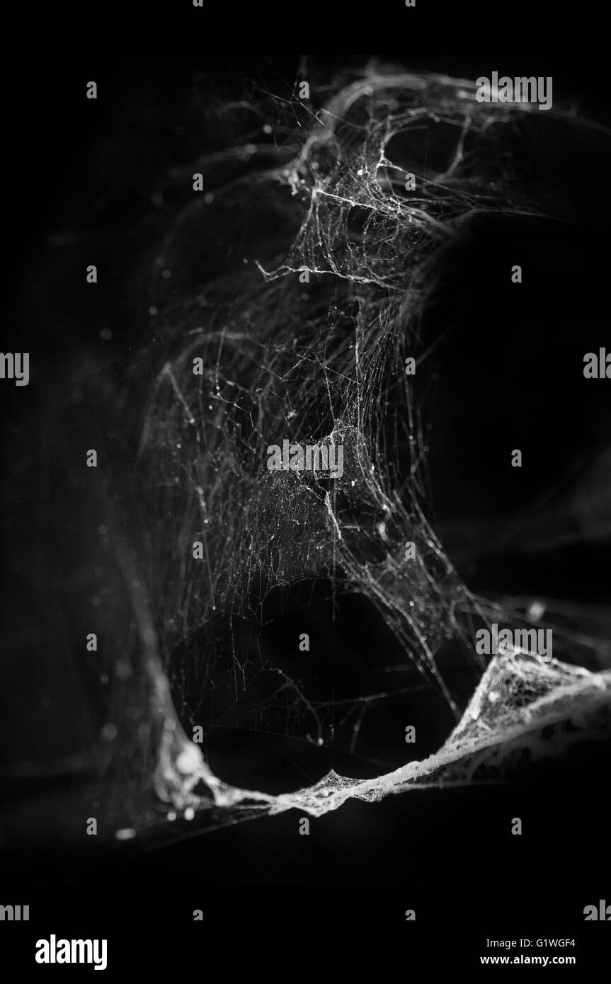 Spider anatomy hi-res stock photography and images - Alamy