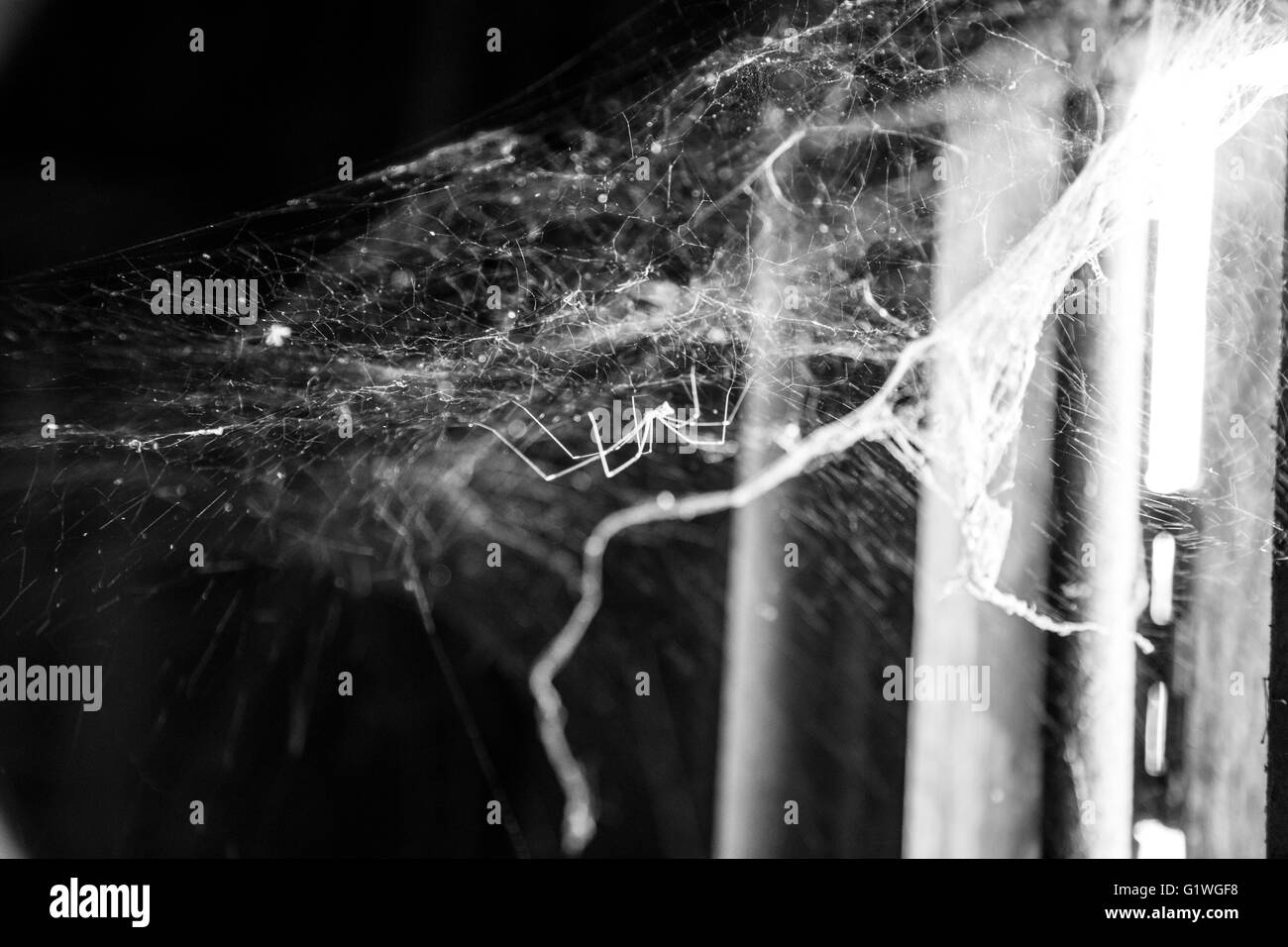 Horror cobweb or spider web in ancient thai house isolated on black ...