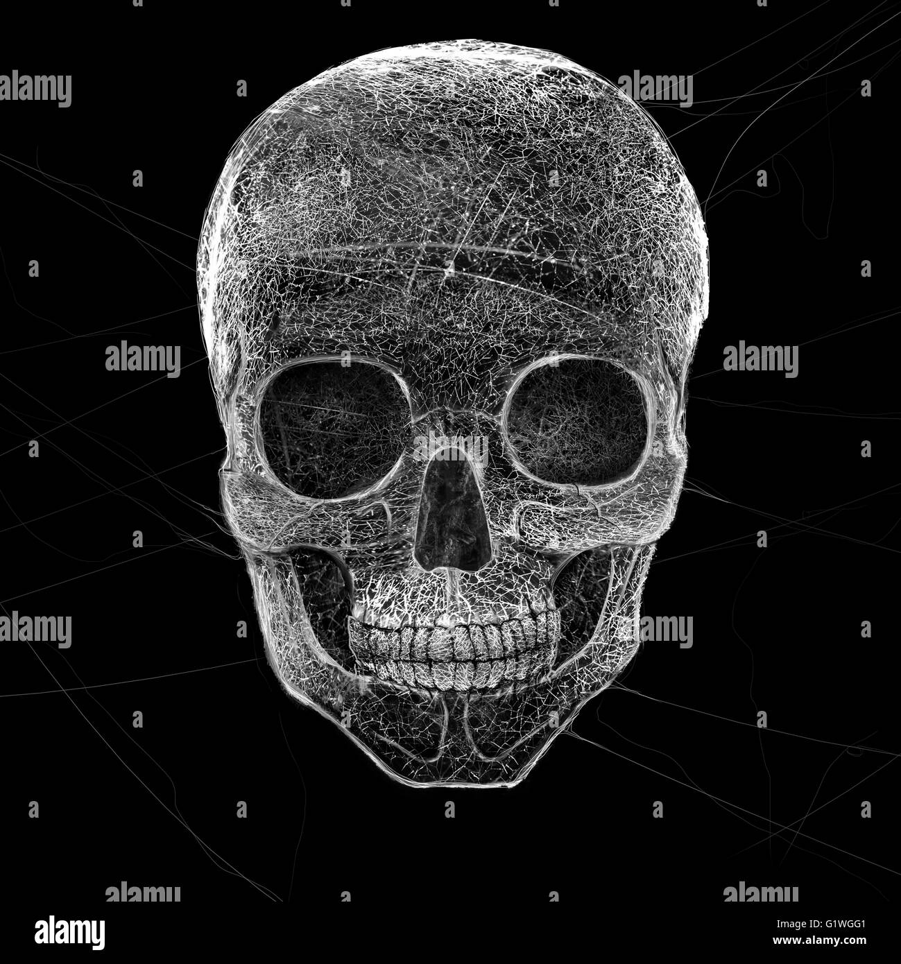 Spider prey in web Black and White Stock Photos & Images - Alamy