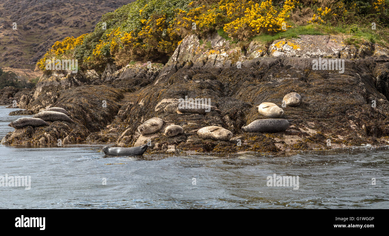 Harbor seals or common seals in Bantry Bay near Garnish Island or ...
