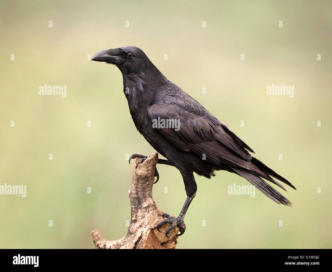 Common raven bird hi-res stock photography and images - Alamy