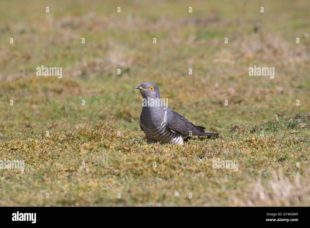 Male Common cuckoo (Cuculus canorus) foraging in a field Stock Photo ...