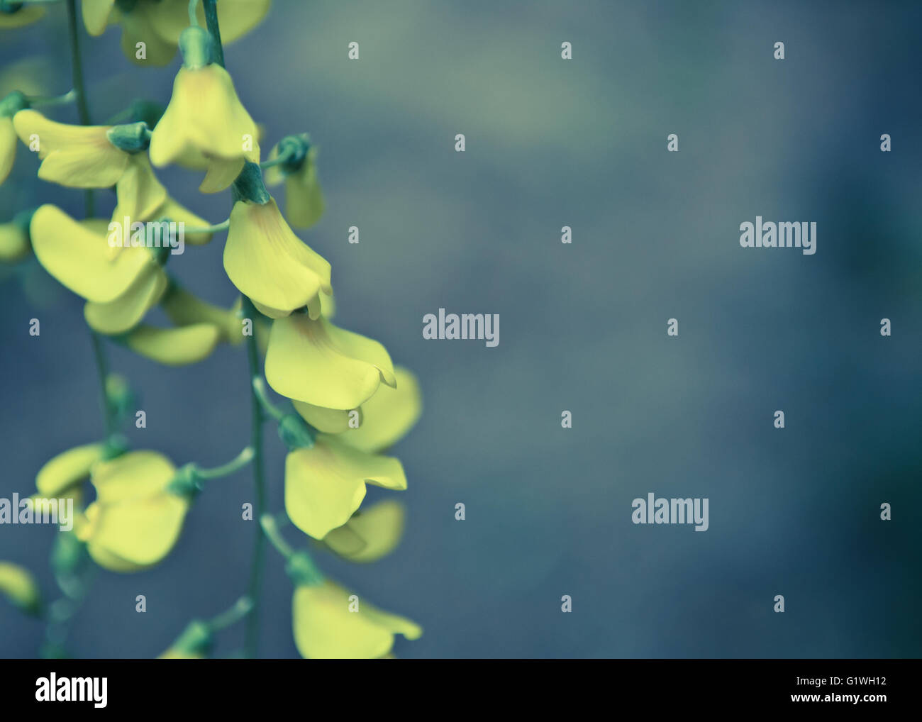 Robinia pseudoacacia tree flowers, know as black locust yellow, copy ...