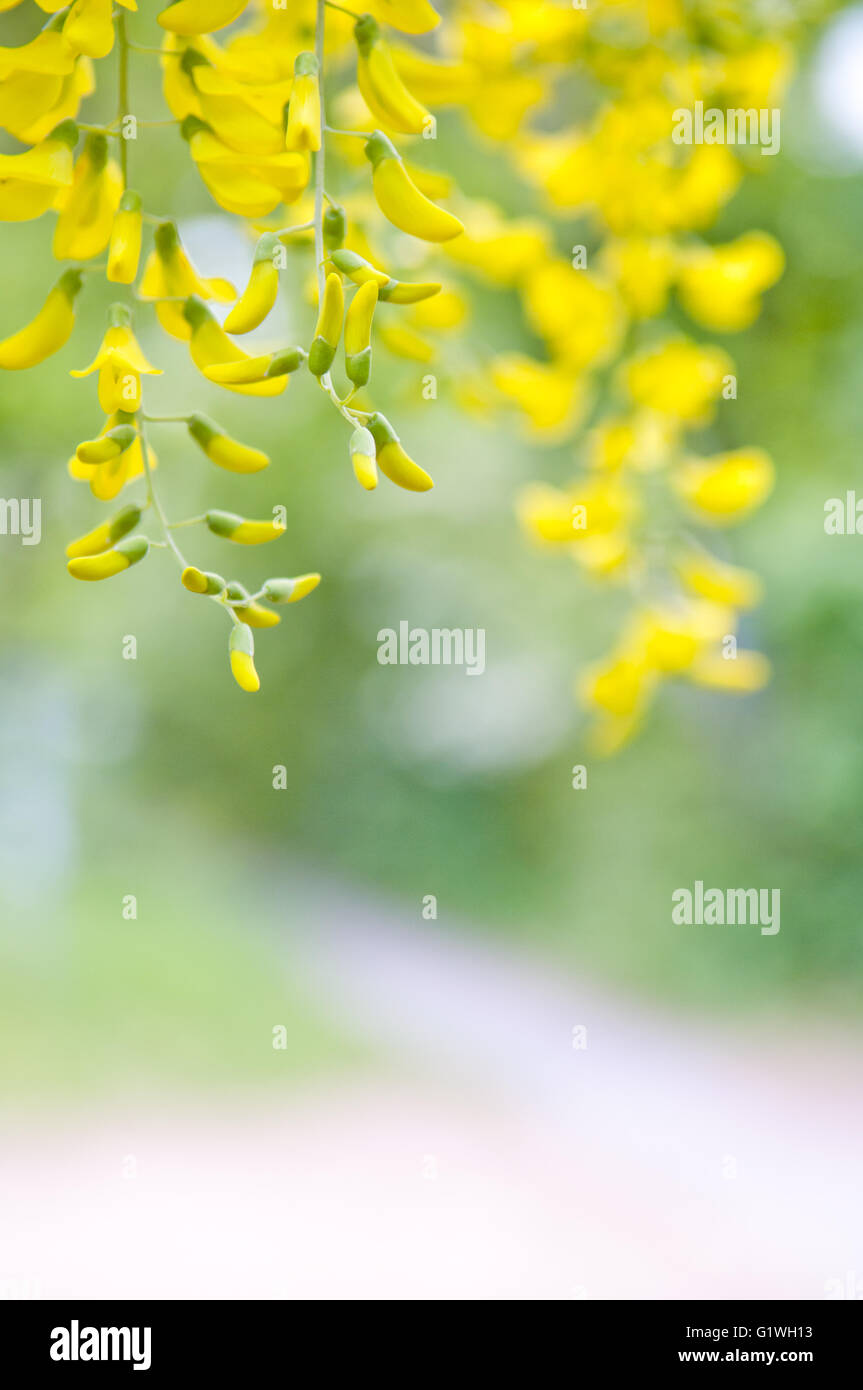Robinia pseudoacacia tree flowers, know as black locust yellow, copy ...