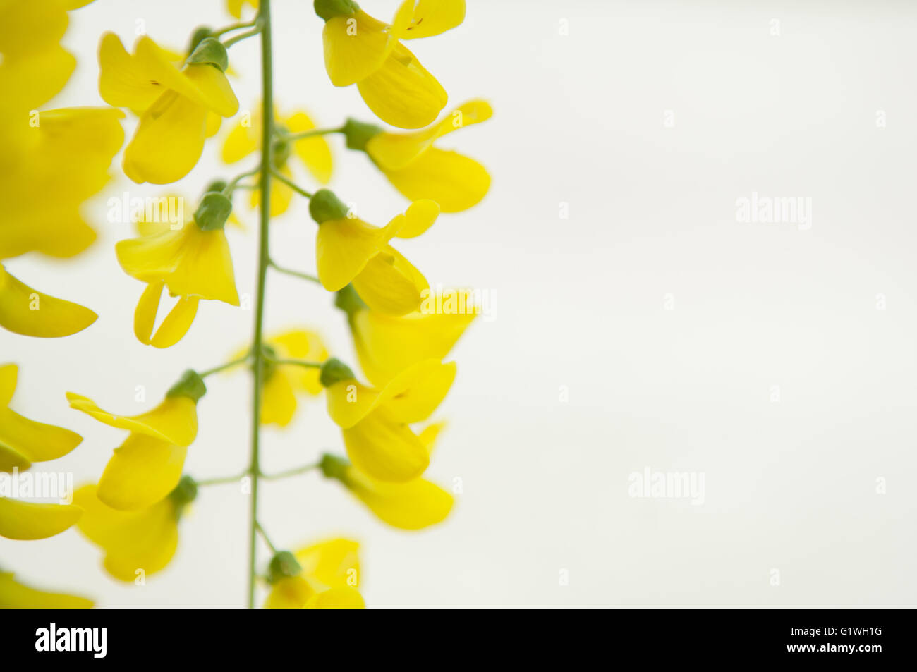 Robinia pseudoacacia leaf hi-res stock photography and images - Alamy