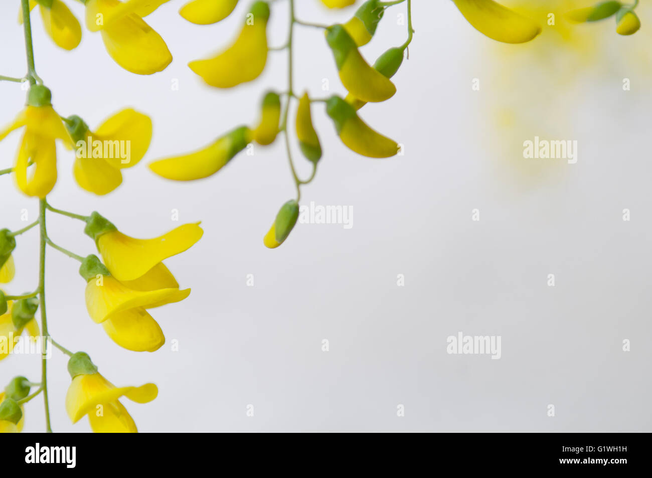 Robinia pseudoacacia hi-res stock photography and images - Alamy