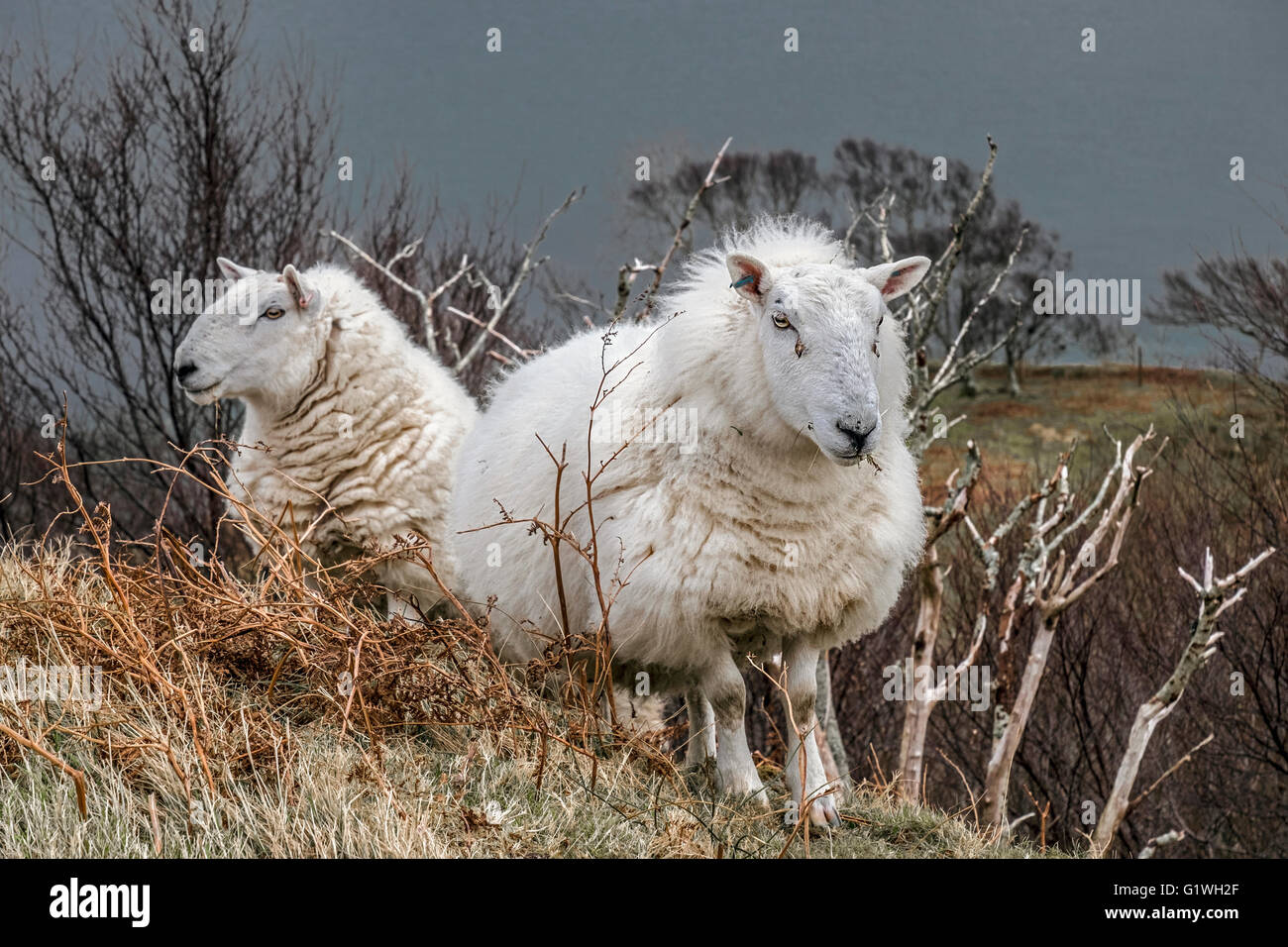 two cheviot ewes in winter setting isle of skye Stock Photo - Alamy