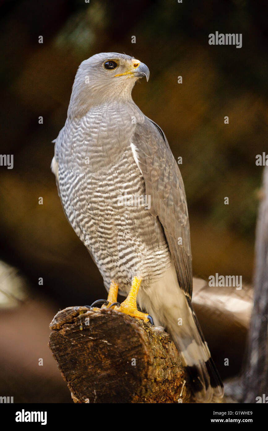 Mexican hawk hi-res stock photography and images - Alamy