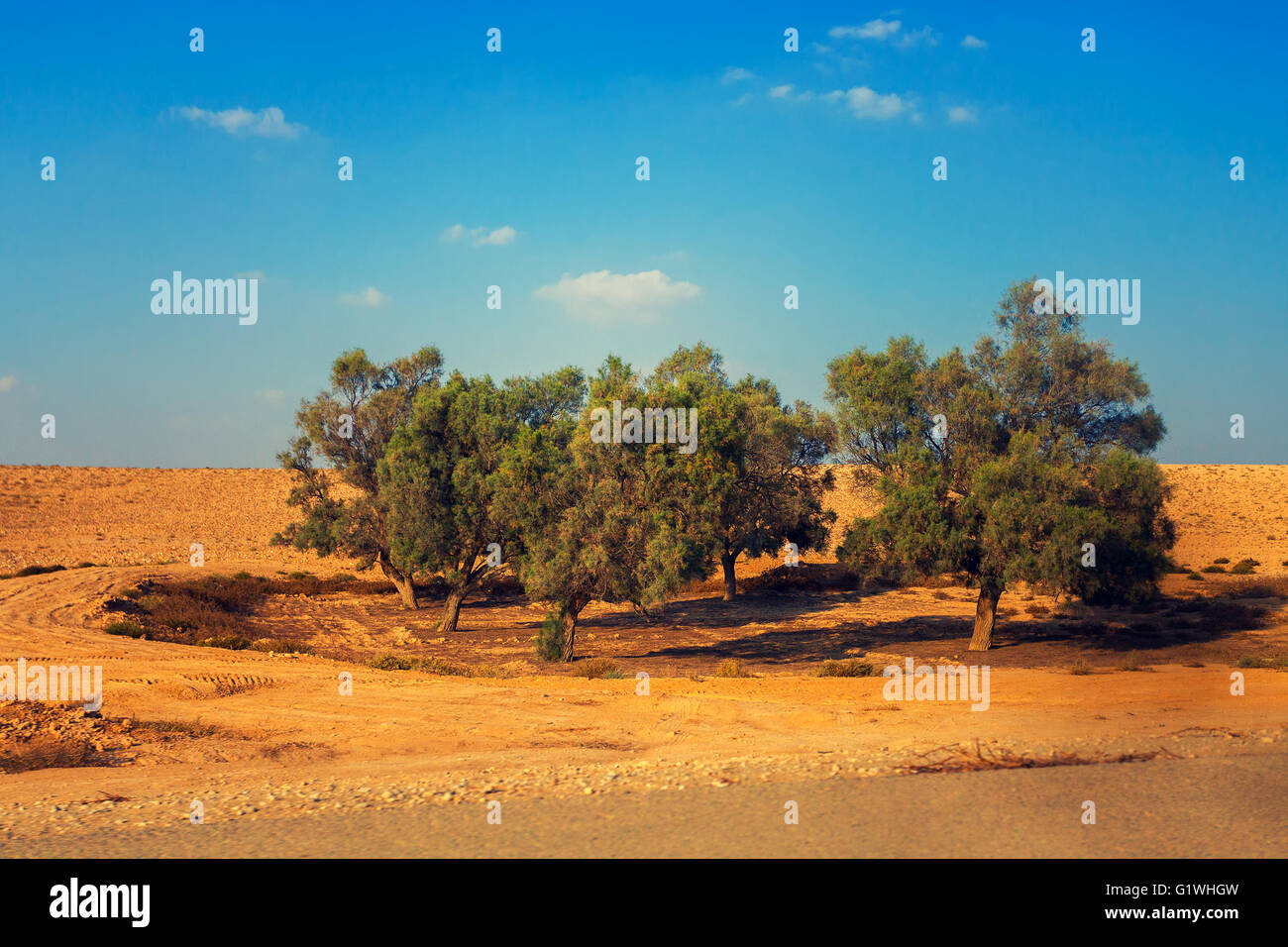 Trees in Judean desert Stock Photo - Alamy