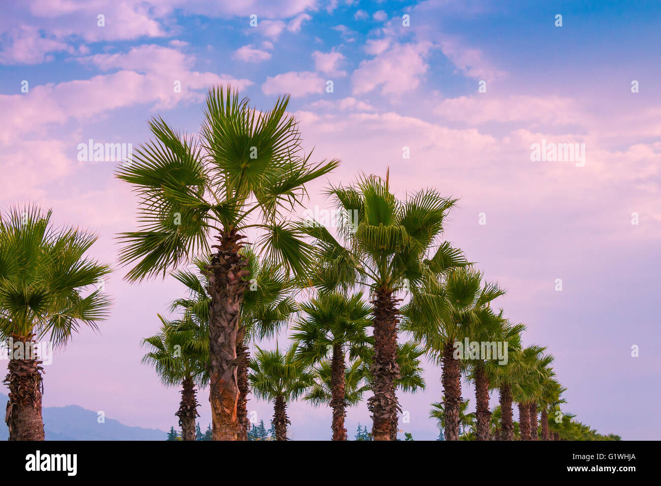 Palm trees up filter hi-res stock photography and images - Alamy