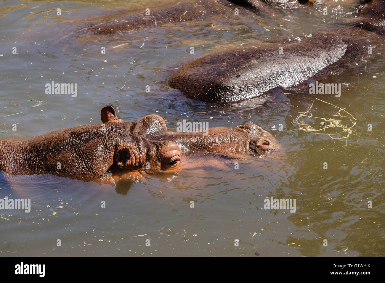 The common hippopotamus (Hippopotamus amphibius), or hippo, is a large ...