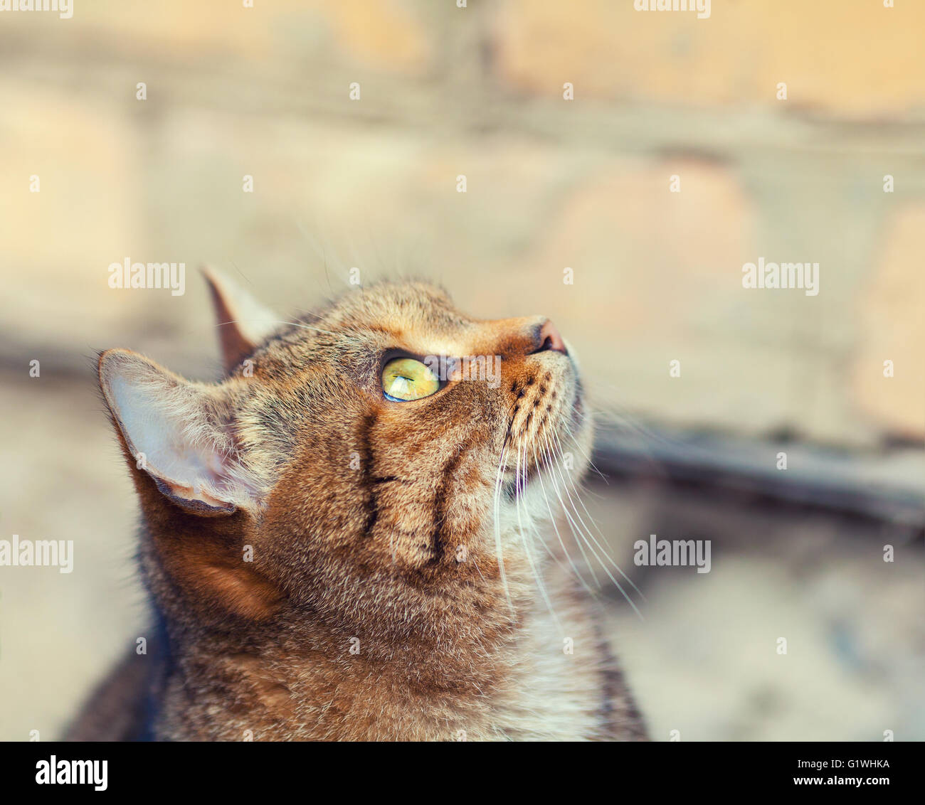 Portrait of cat looking up Stock Photo - Alamy